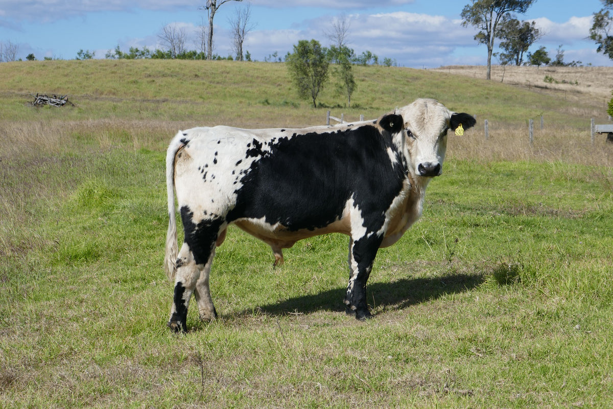 Commercial Bull S30 – Everest Speckle Park