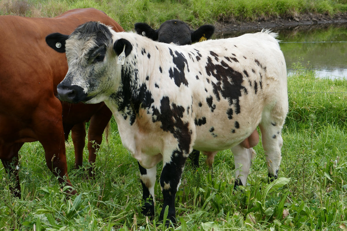 Commercial Bull S117 – Everest Speckle Park
