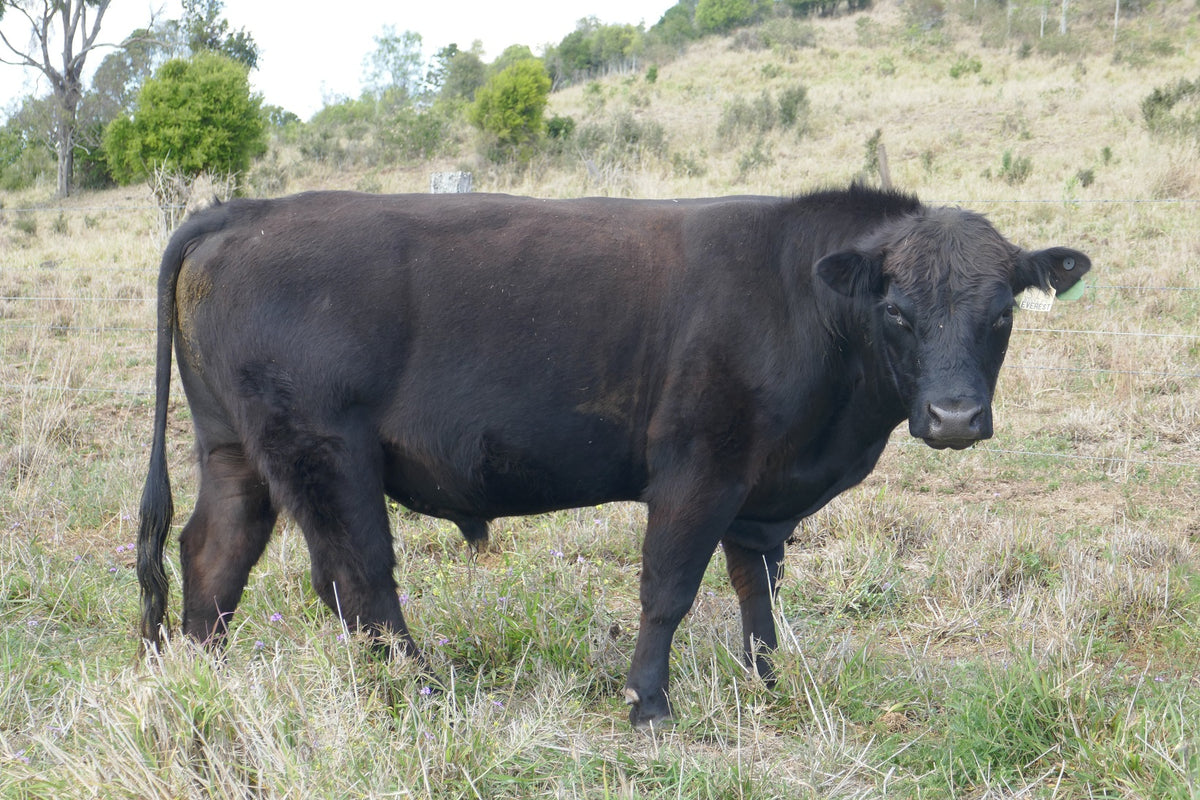 EVEREST K247 STUART S16 (AI) (P) (Black) – Everest Speckle Park