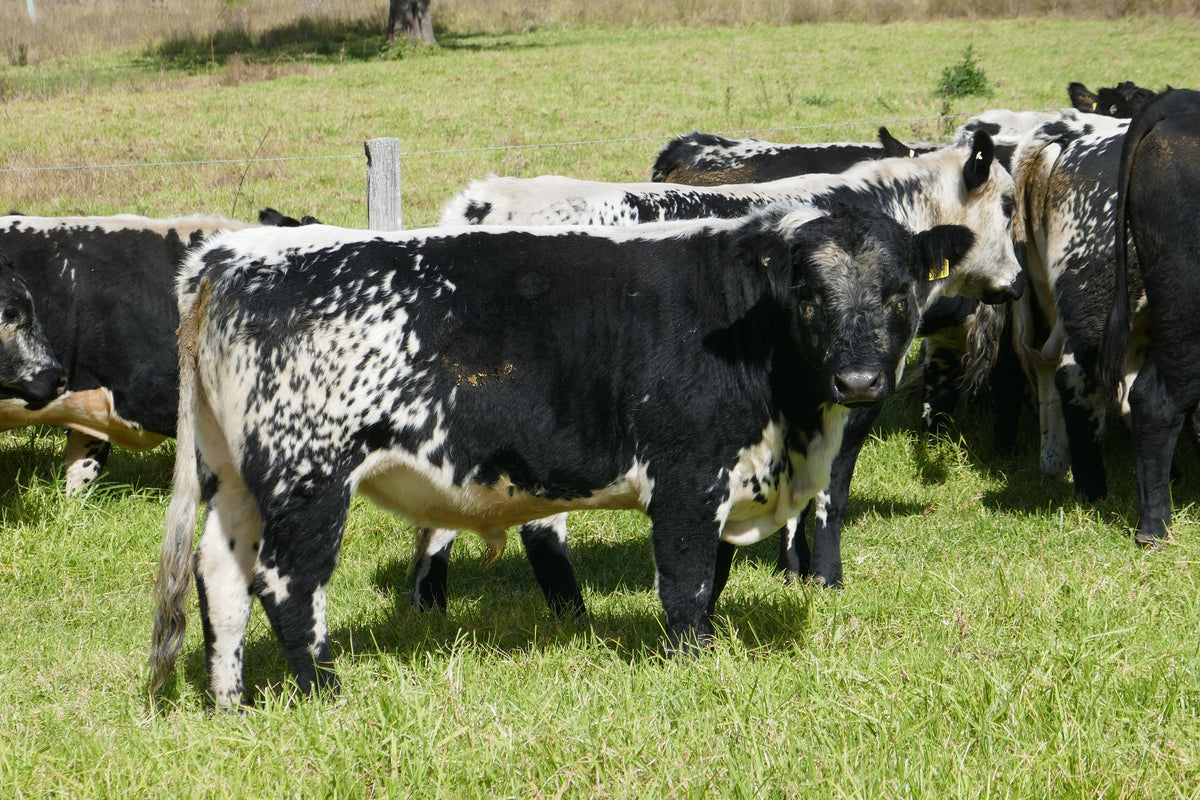 Commercial Bull S39 – Everest Speckle Park