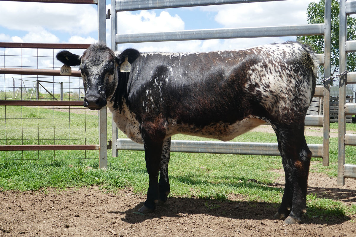 EVEREST R01 MISS WATTLE U14 (AI) (P) (Speckled) – Everest Speckle Park