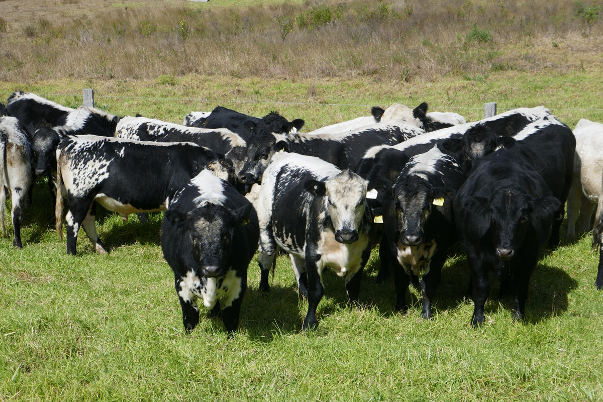 Commercial Bulls Available – Everest Speckle Park