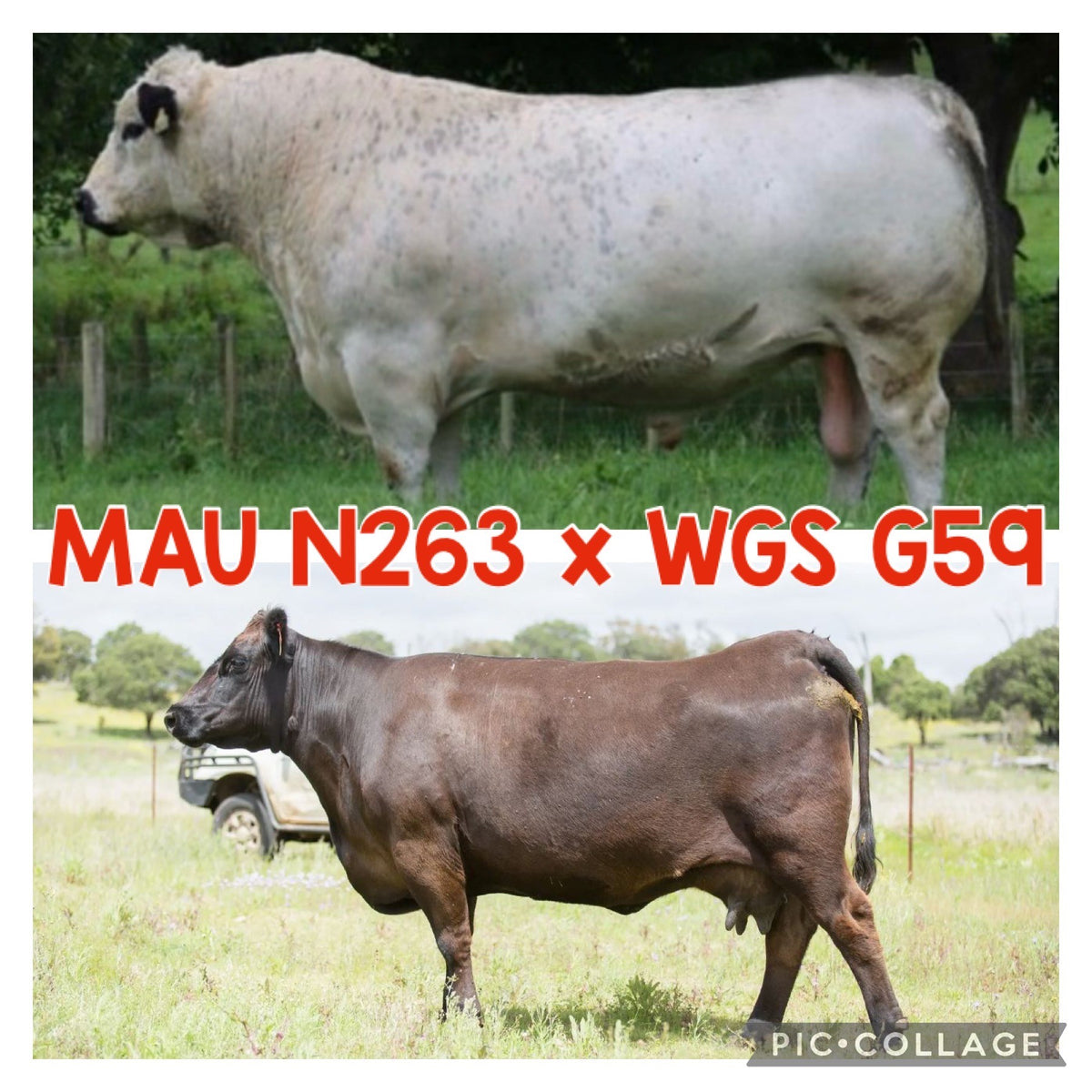 WGS G59 Miss Wattle x MAU N263 Northern Star Embryo – Everest Speckle Park