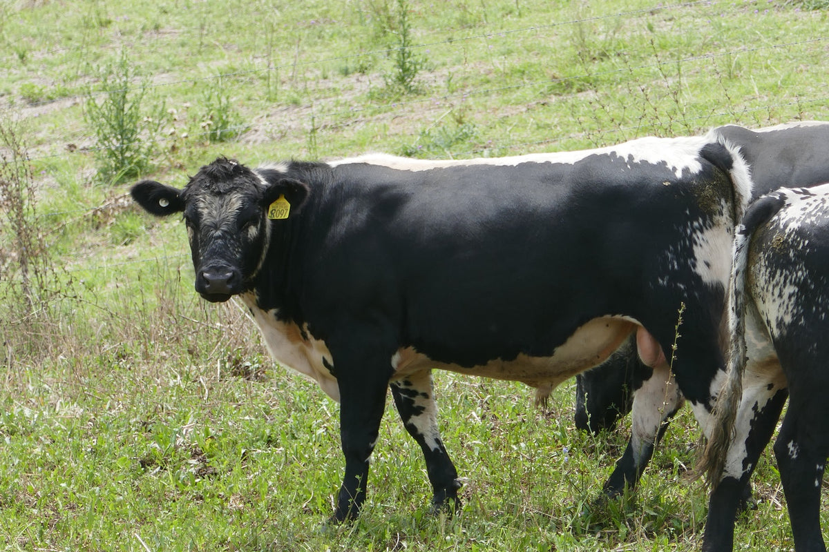 Commercial Bull S095 – Everest Speckle Park